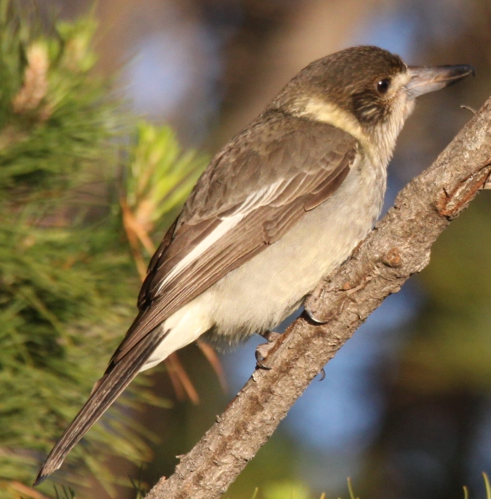 Grey Butcherbird from 4188 Gwydir Highway, Elsmore NSW 2360, Australia ...