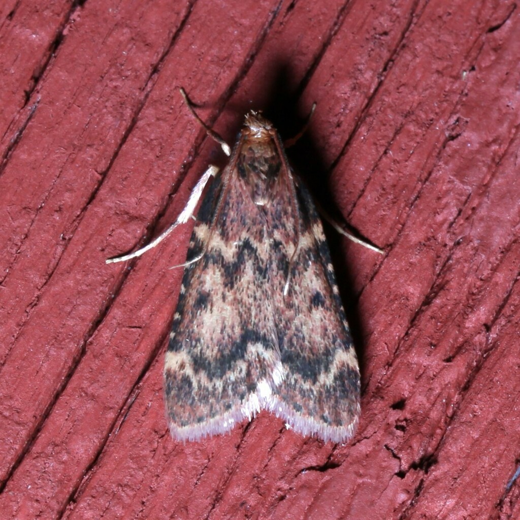 Pink-masked Pyralid Moth from Fitzgerald Rd, Burdett, NY 14818, USA on ...