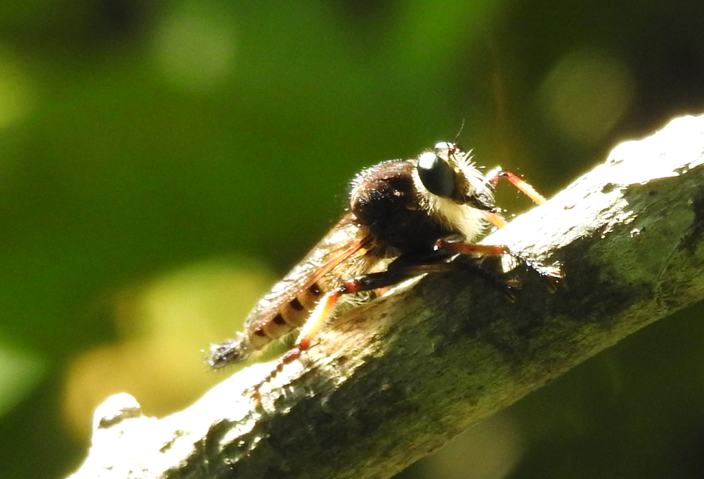 Red-footed Cannibal Fly from Lake Hope SP, Vinton County, OH, USA on ...