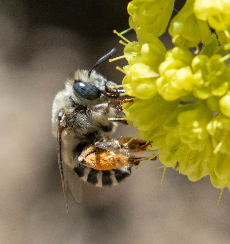 Urbane Digger Bee from Washoe County, NV, USA on July 2, 2024 at 09:25 ...