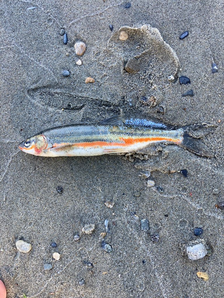 Peamouth (Mylocheilus caurinus) - Marine Life Identification