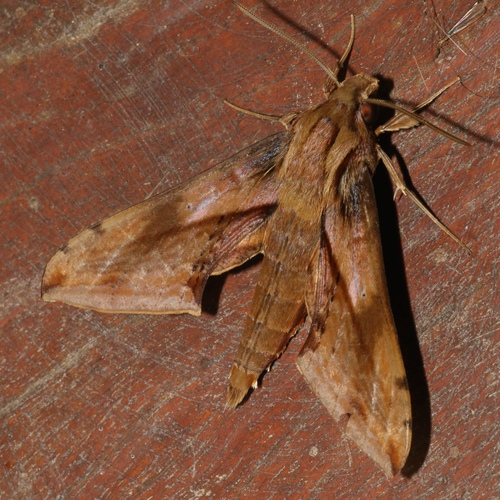 Xylophanes rhodina · iNaturalist