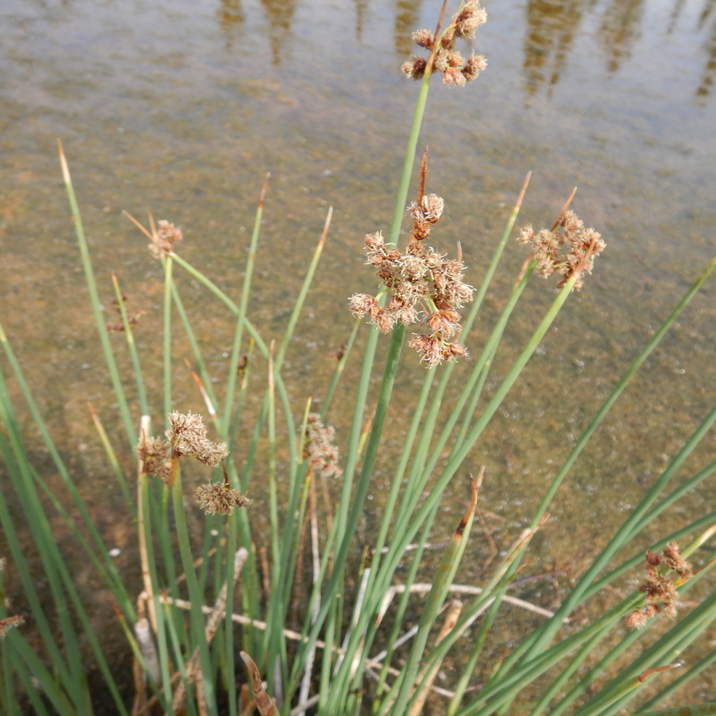 soft-stemmed bulrush from Yukon, Canada on July 4, 2024 at 12:26 PM by ...