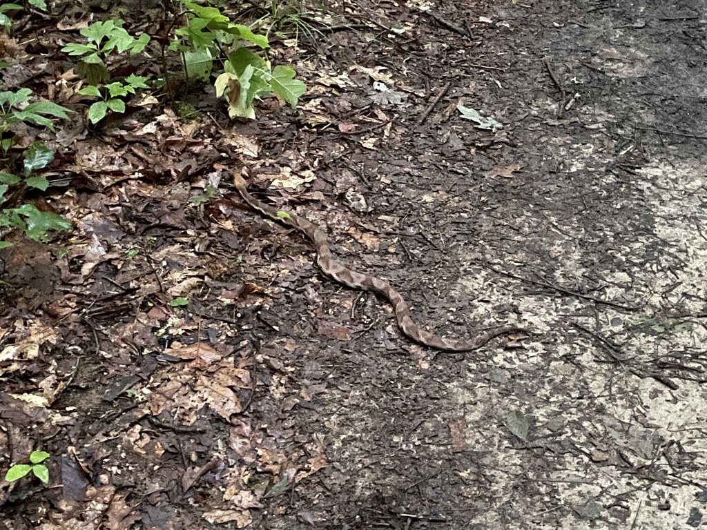 Eastern Copperhead from New River Gorge National Park and Preserve ...