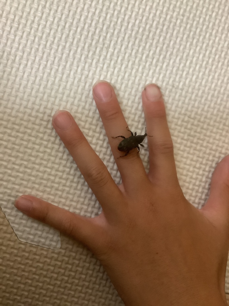 True Weevils from 本州, 倉敷市, 岡山県, JP on July 06, 2024 at 11:55 AM by ...