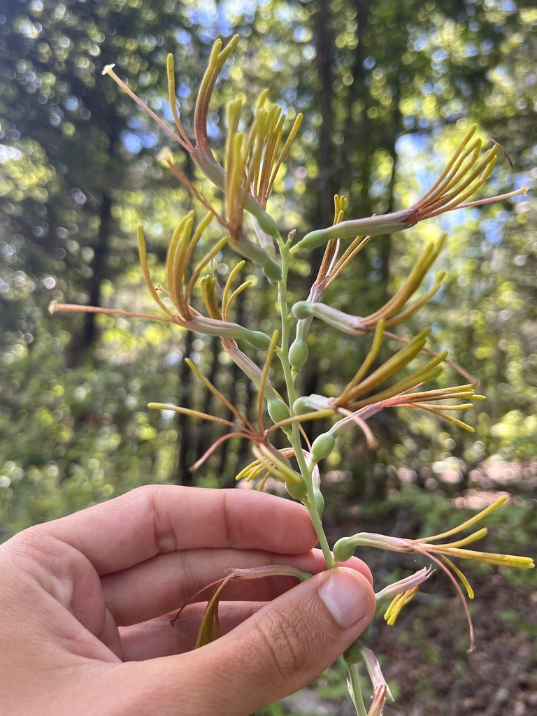 Eastern False Aloe from Mark Twain National Forest, Chadwick, MO, US on ...