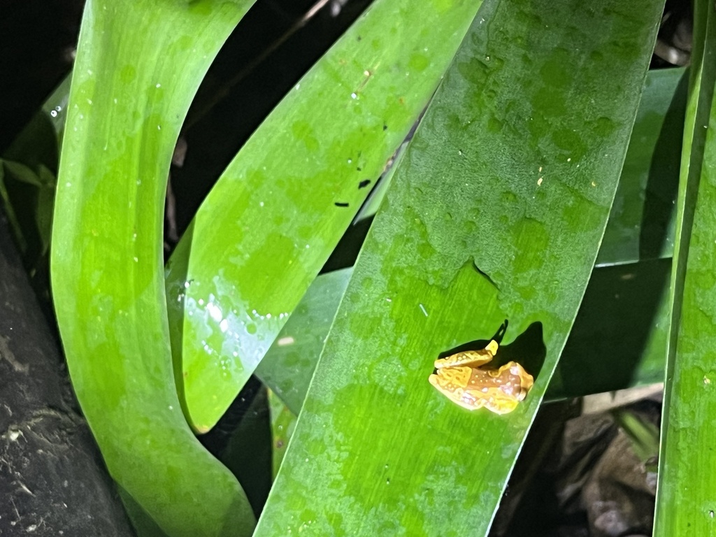 Harlequin Treefrog in July 2024 by Matthew. Lifer! · iNaturalist