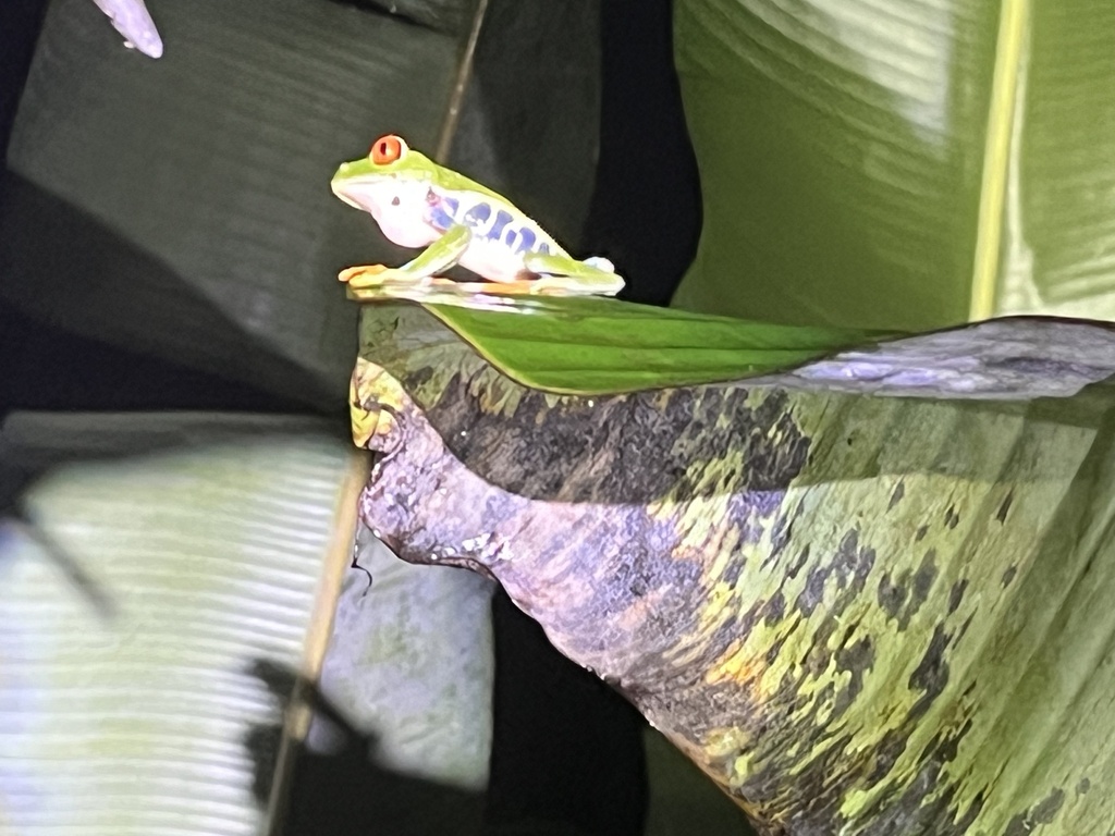 Red-eyed Tree Frog in July 2024 by Matthew. Lifer! · iNaturalist
