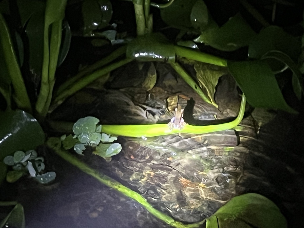 Brilliant Forest Frog in July 2024 by Matthew. Lifer · iNaturalist