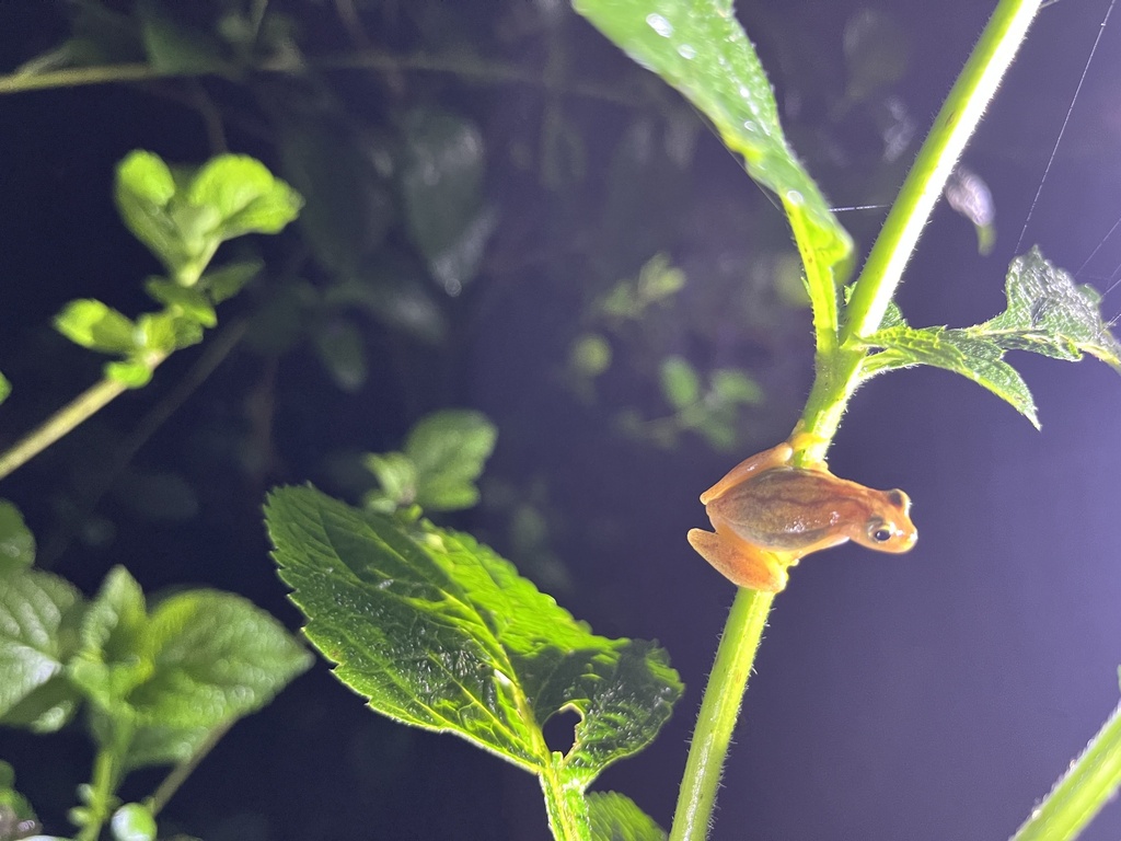 Yellow Tree Frog in July 2024 by Matthew. Lifer · iNaturalist