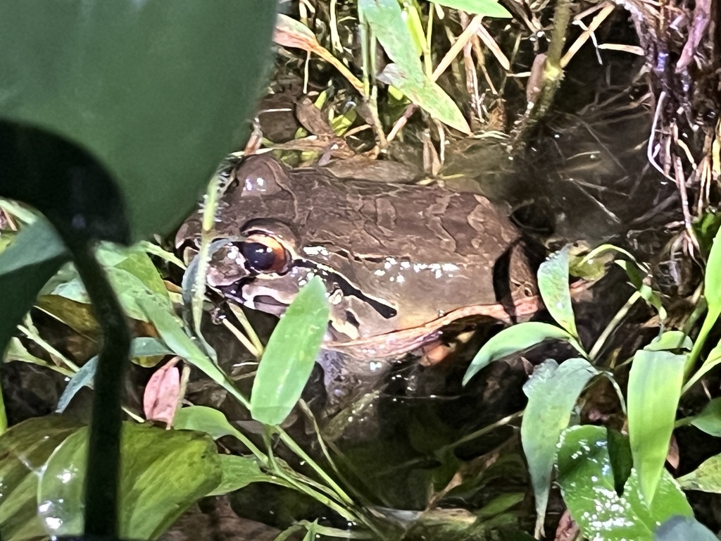 Savage's Thin-toed Frog in July 2024 by Matthew. Lifer! · iNaturalist