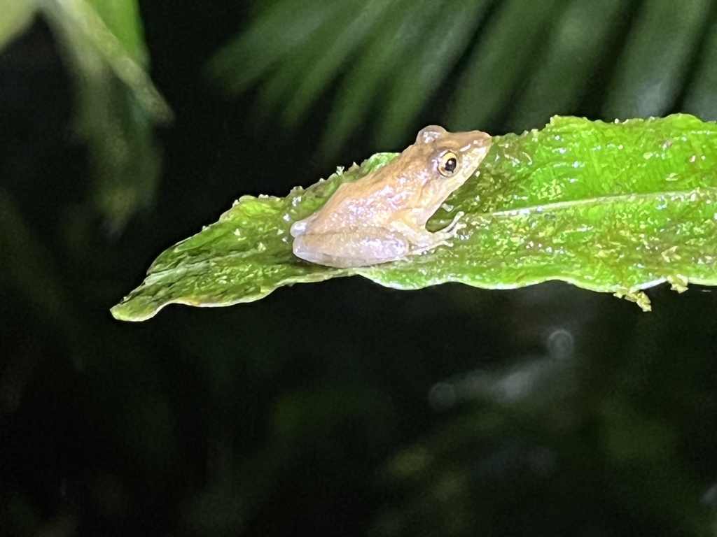 Terraranas in July 2024 by Matthew. Lifer · iNaturalist