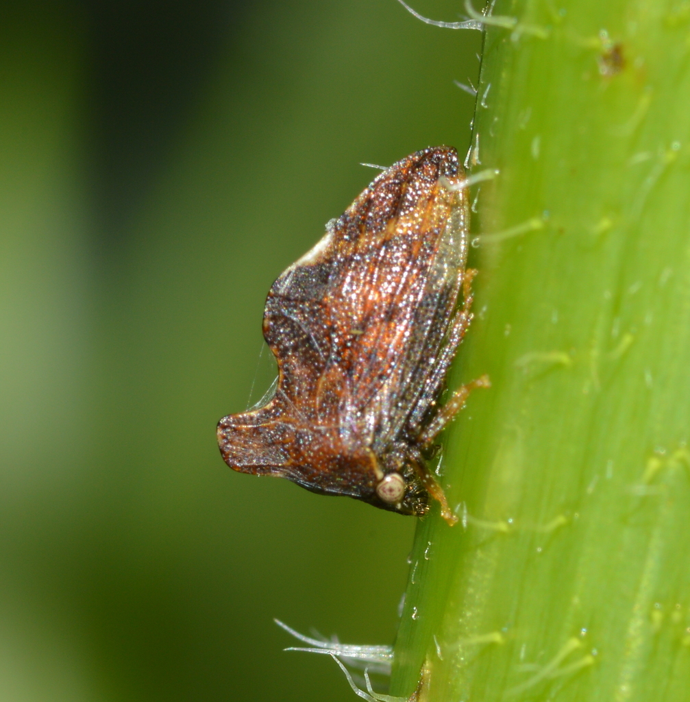 Keeled Treehopper from Berwick, NS B0P 1E0, Canada on July 5, 2024 at ...