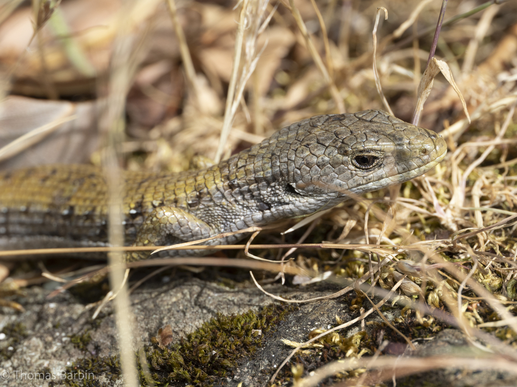Northern Alligator Lizard from Capital Regional District, BC, Canada on ...
