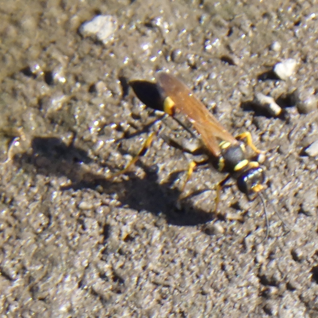 Yellow-legged Mud-dauber Wasp from Rockwood, Spokane, WA, USA on July 5 ...