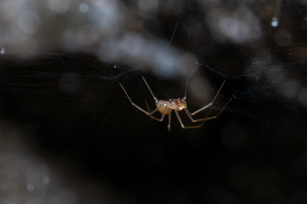 Silvestri's Cave Spider from Shasta County, CA, USA on April 5, 2024 at ...