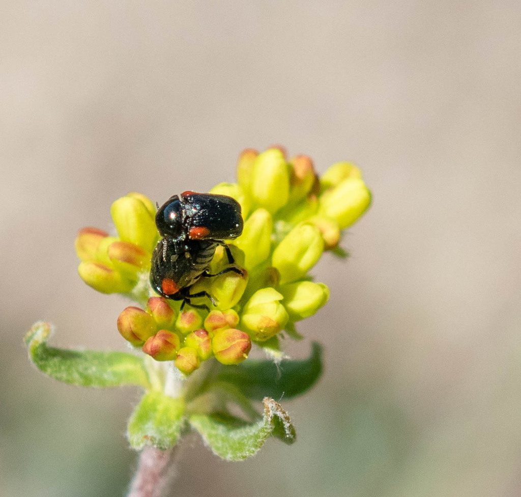 Red-shouldered Leaf Beetle from Washoe County, NV, USA on July 02, 2024 ...