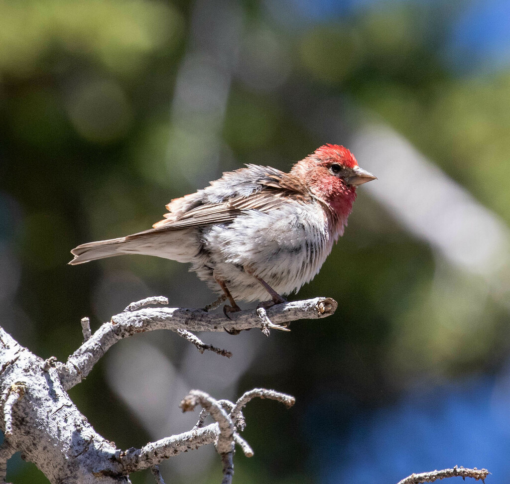 Cassin's Finch from Washoe County, NV, USA on July 2, 2024 at 10:25 AM ...