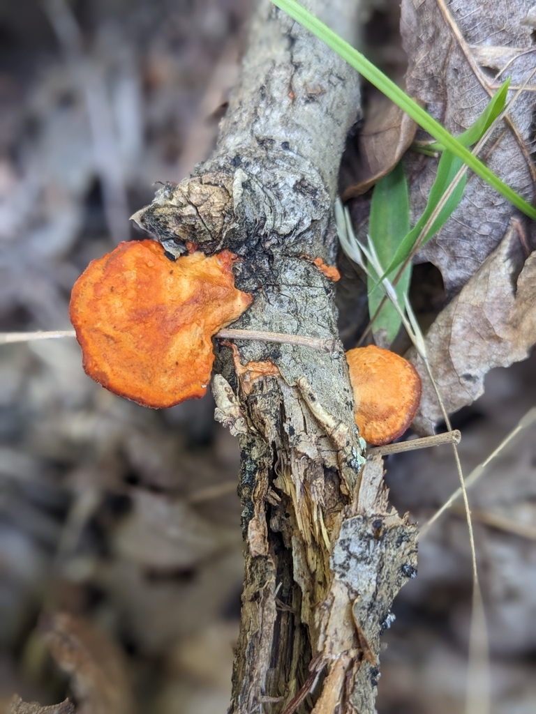 Northern Cinnabar Polypore from St James Township, MO 65559, USA on ...