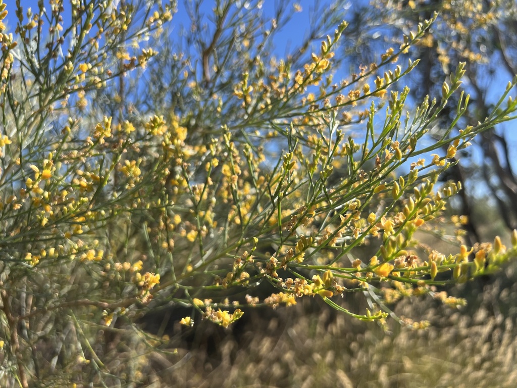 Jacksonia forrestii from Victoria Hwy, Baines, NT, AU on July 3, 2024 ...
