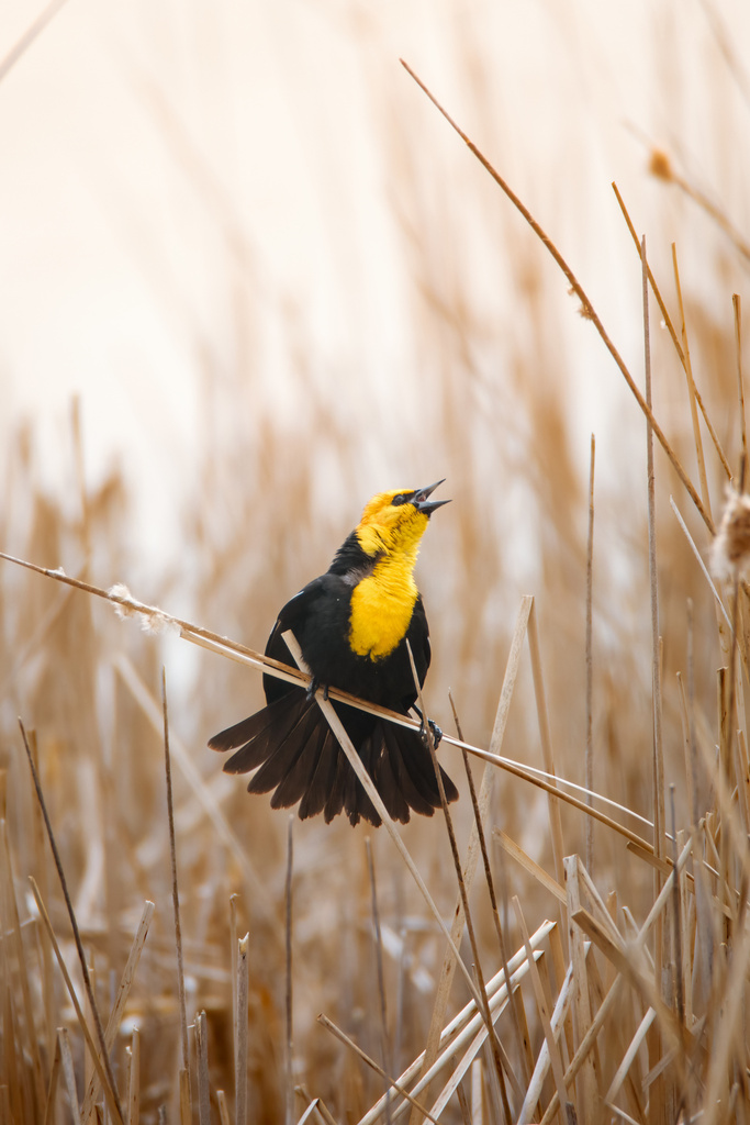 Yellow-headed Blackbird in April 2024 by Rhianna Truex · iNaturalist