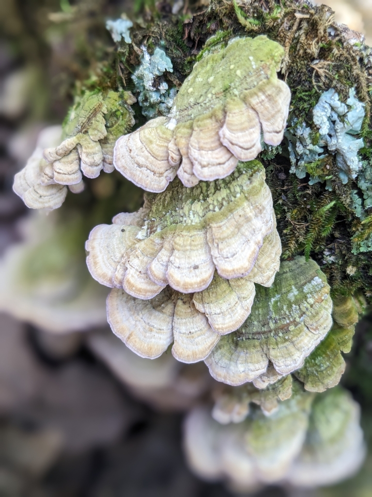 violet-toothed polypore from St James Township, MO 65559, USA on July 5 ...