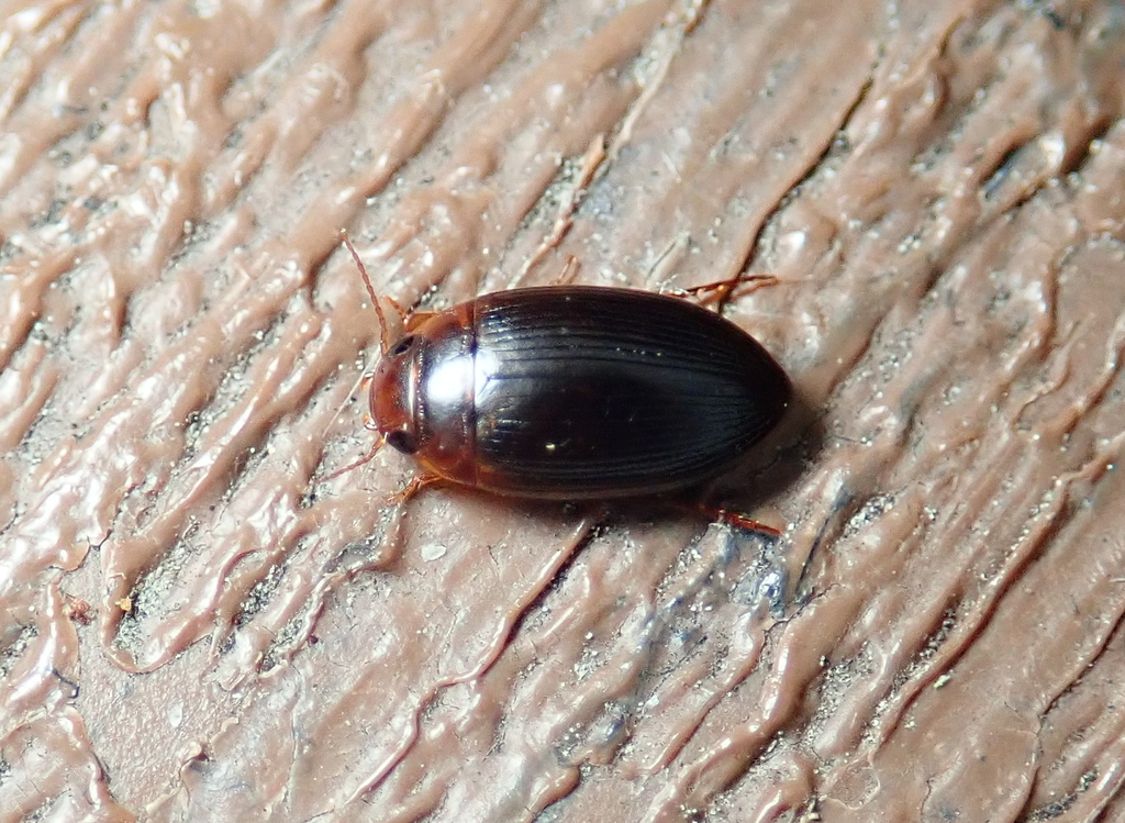Copelatus from Newark, DE, USA on July 5, 2024 at 08:47 PM by Nate N ...