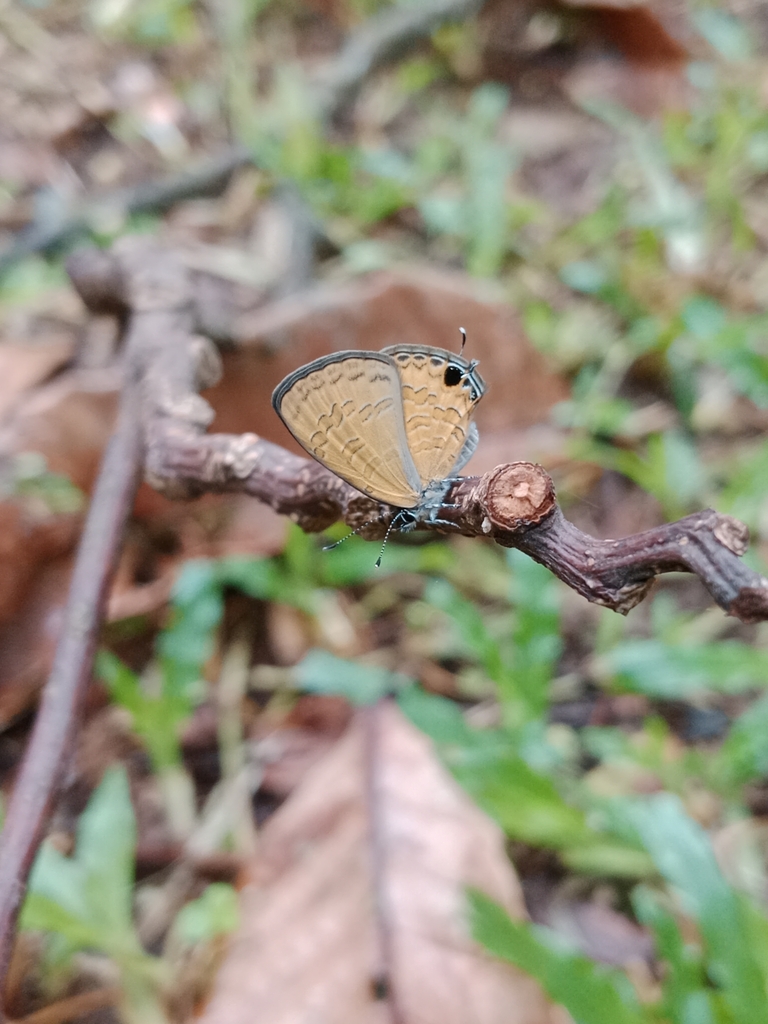 Common Line Blue from CPPG+PHX, Babakan, Dramaga, Bogor Regency, West ...