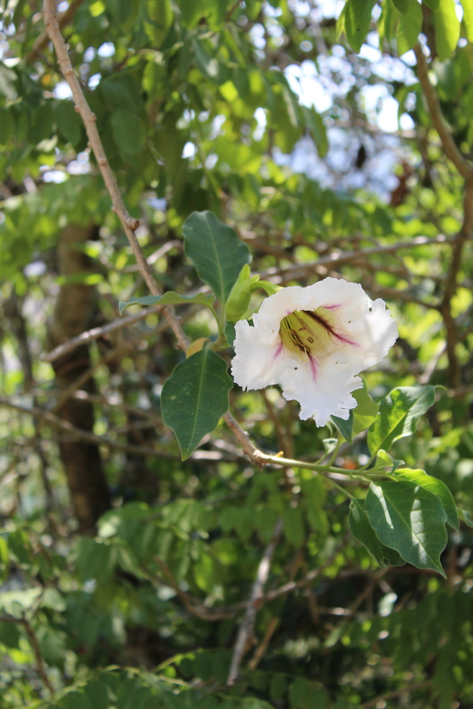 Solandra guttata from La Misión, Hgo., México on May 23, 2019 at 02:35 ...