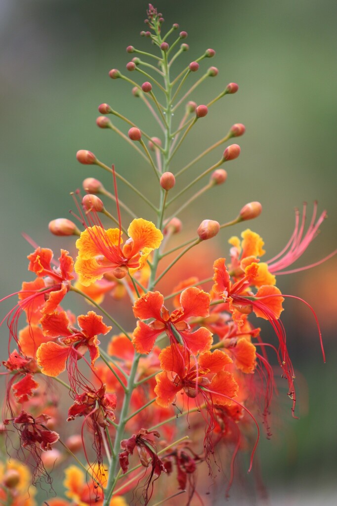 peacock flower from Parque Sinaloa, Los Mochis, Sin., México on July 3 ...