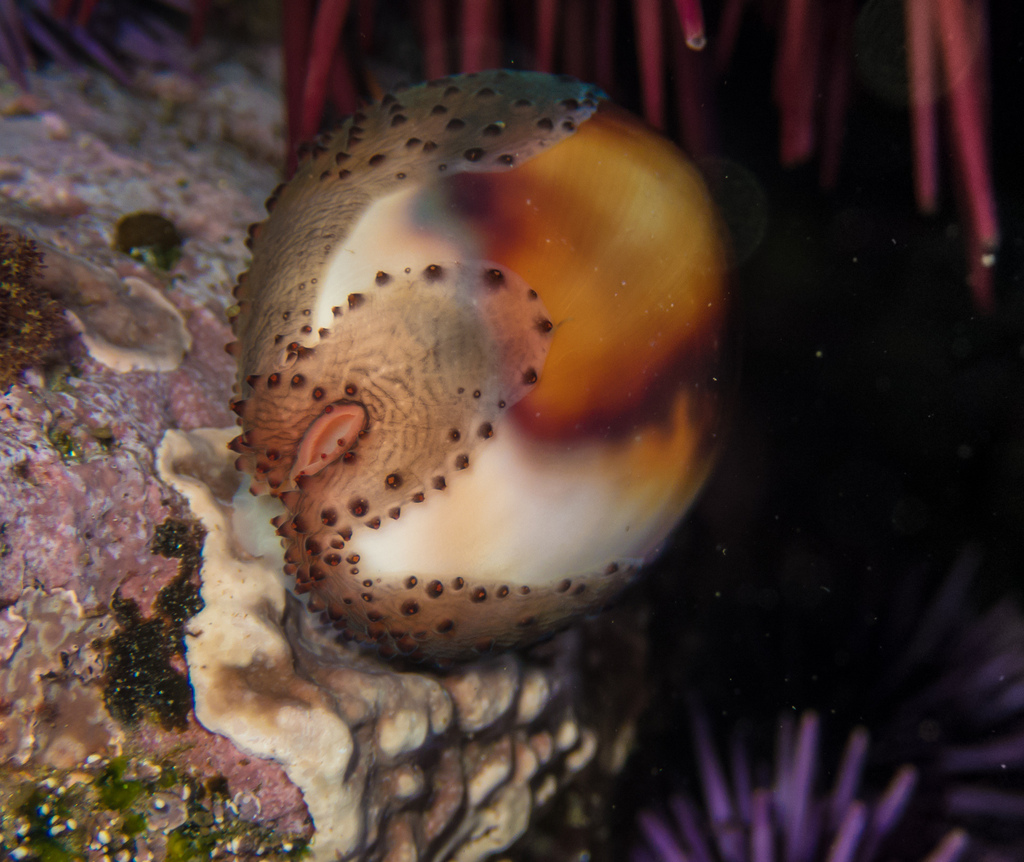 Chestnut Cowry in July 2024 by christrent · iNaturalist