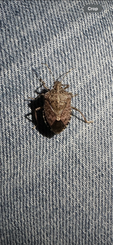 Brown Marmorated Stink Bug from Tennessee Dr, Medford, OR, US on July 5 ...