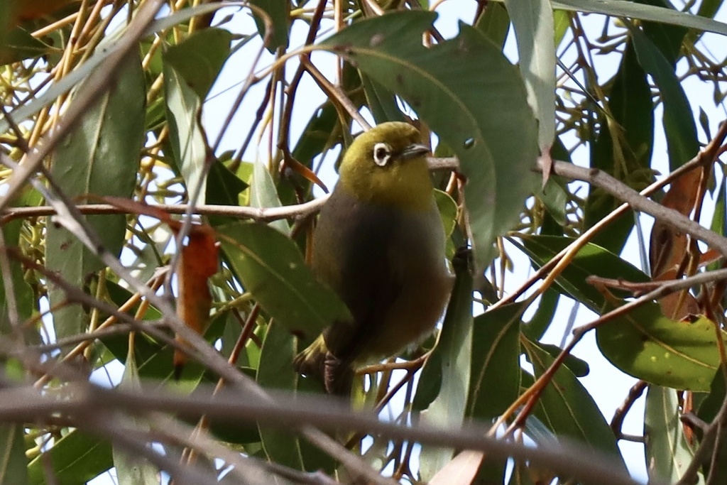 Silvereye from Weller Road Park, Tarragindi, QLD, AU on July 5, 2024 at ...