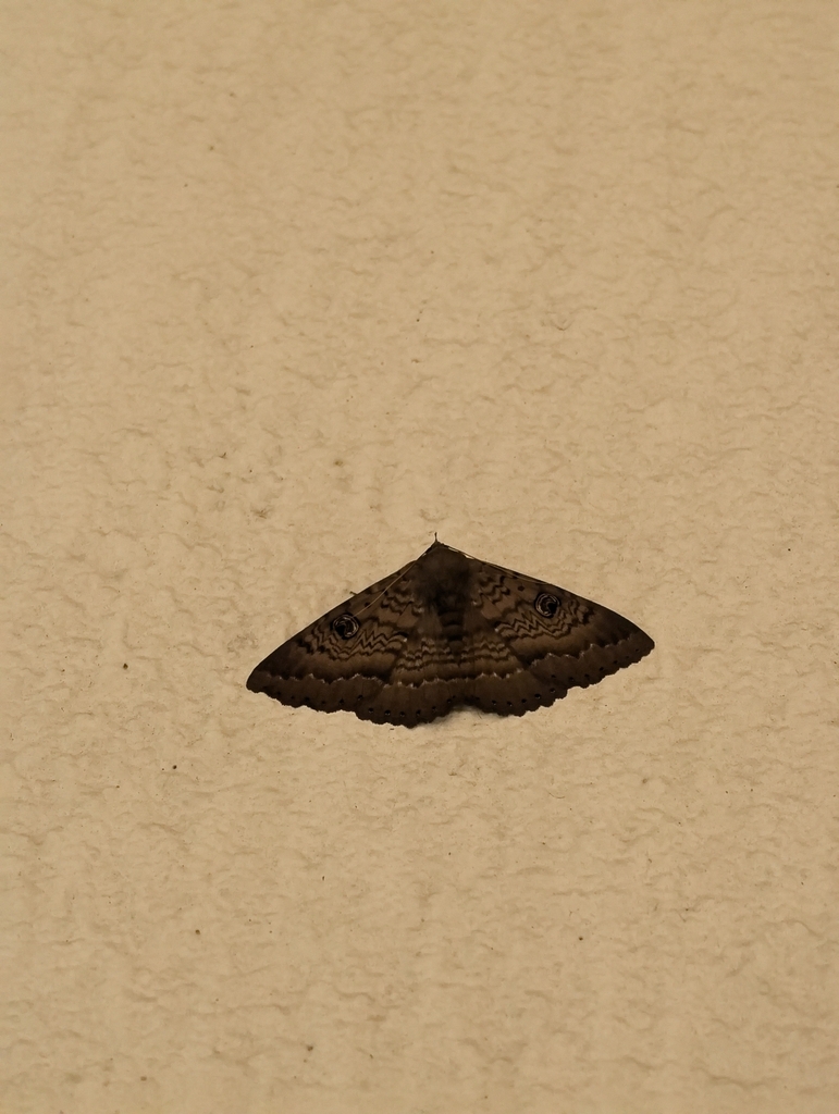 Northern Wattle Moth from Broadbeach Waters QLD 4218, Australia on July ...