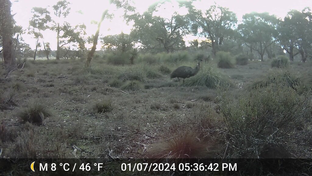 Emu from Victoria Point VIC 3294, Australia on July 1, 2024 at 05:36 PM ...