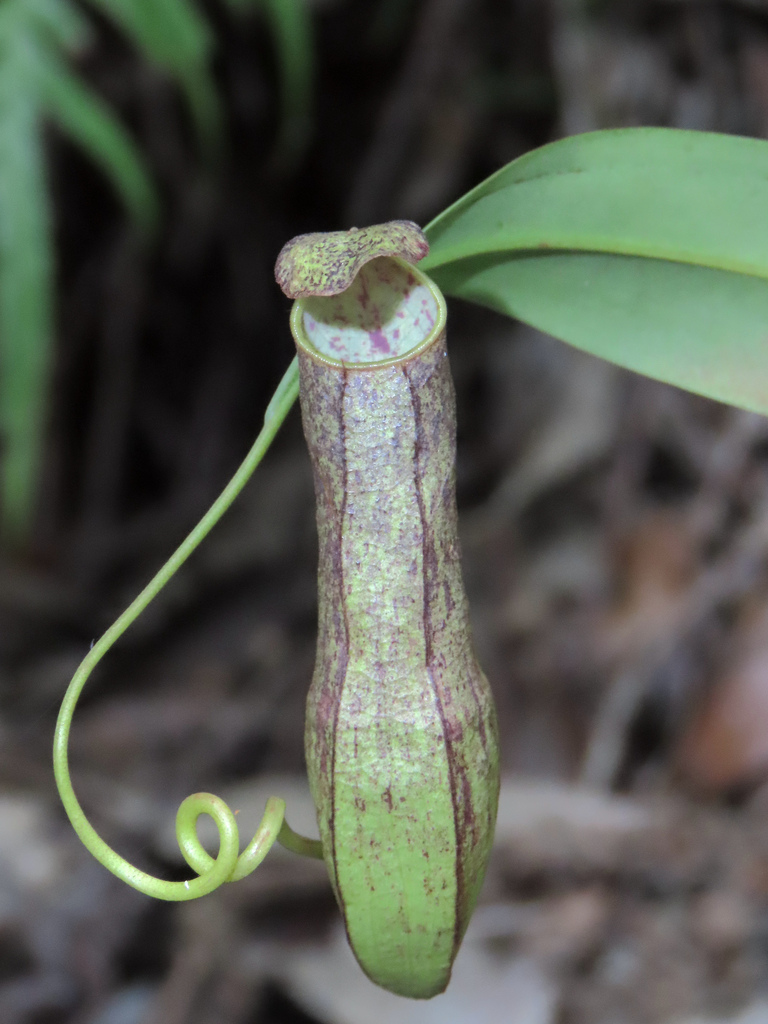 Slender Pitcher-Plant (Nepenthes gracilis) - Botanical Realm