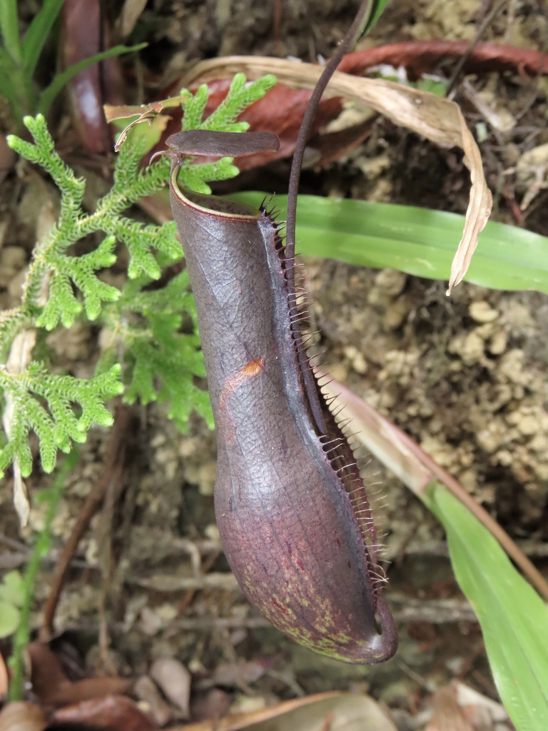 Slender Pitcher-Plant (Nepenthes gracilis) - Botanical Realm