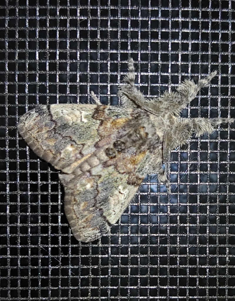 Yellow-based Tussock Moth from Cosby, TN 37722, USA on June 27, 2024 at ...