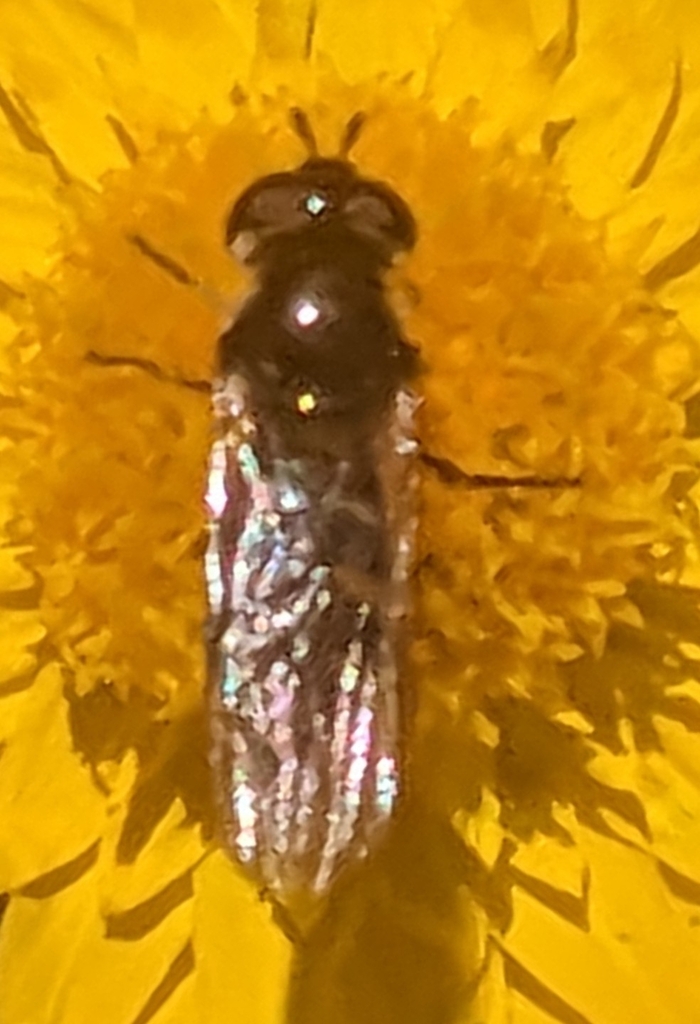 Brachyceran Flies from Elsmore NSW 2360, Australia on July 6, 2024 at ...