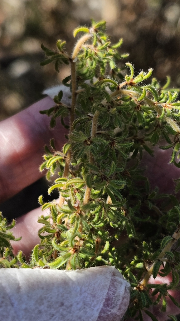 rusty bush-pea from Kersbrook SA 5231, Australia on July 5, 2024 at 10: ...