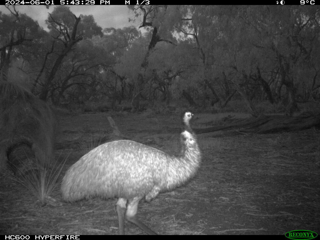 Emu from Victoria Point VIC 3294, Australia on June 1, 2024 at 05:43 PM ...