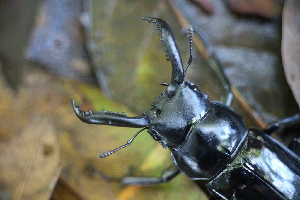 Pseudorhaetus sinicus concolor in July 2024 by 羅元甫 · iNaturalist