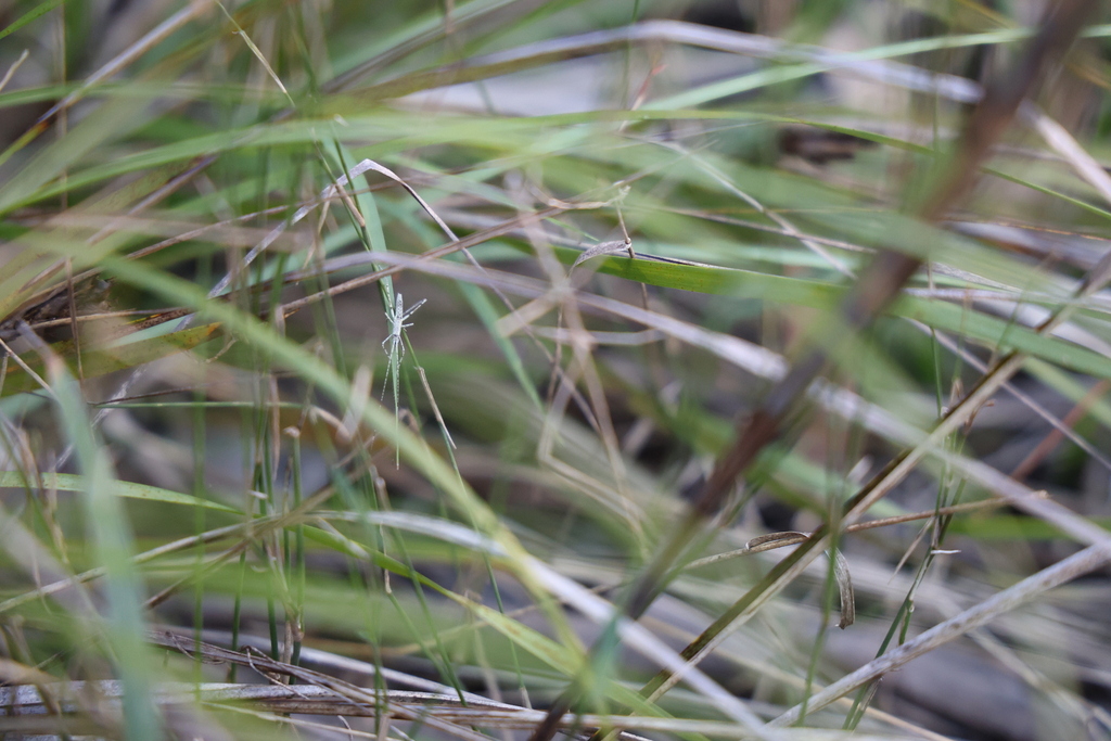 Australian Twig-mimicking Katydid from Amiens QLD 4380, Australia on ...