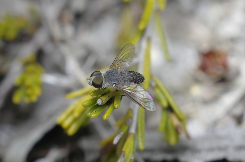banded bee flies from Whiteman WA 6068, Australia on December 11, 2016 ...