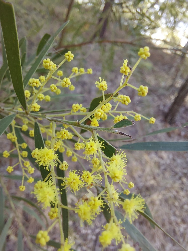Brisbane wattle from Goolman QLD 4306, Australia on July 6, 2024 at 03: ...