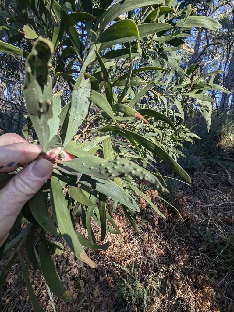 Gall Midges from Stirling SA 5152, Australia on July 6, 2024 at 03:06 ...