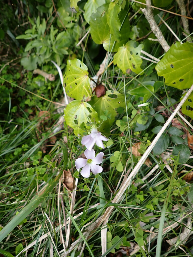 Pale pink-sorrel from Ōtaki, New Zealand on July 6, 2024 at 03:09 PM by ...