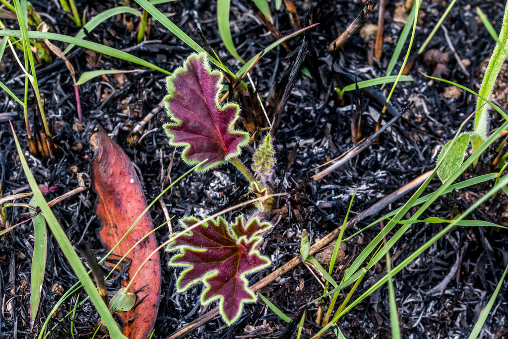 Lurid Storksbill from High Forest, Ugu District Municipality, South ...