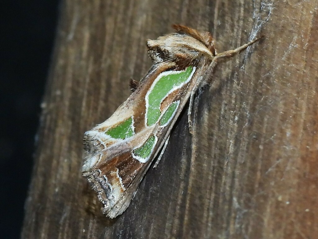 Green-blotched Moth from Coomba Park NSW 2428, Australia on July 6 ...