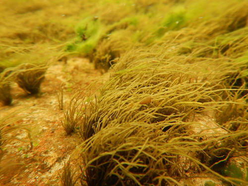 Familia Lemaneaceae · iNaturalist Ecuador